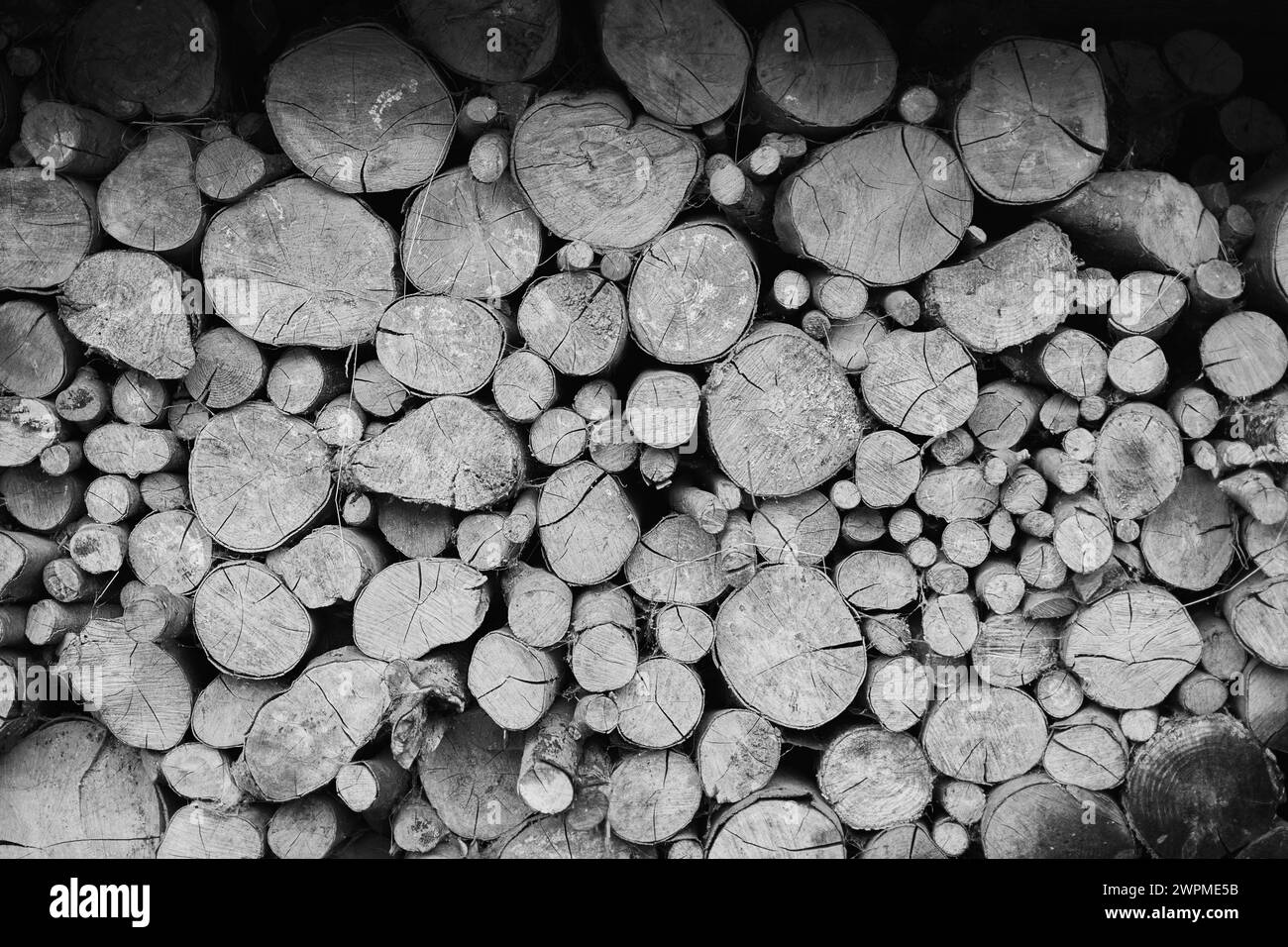 Log spruce trunks pile. Sawn trees from the forest. Logging timber wood ...