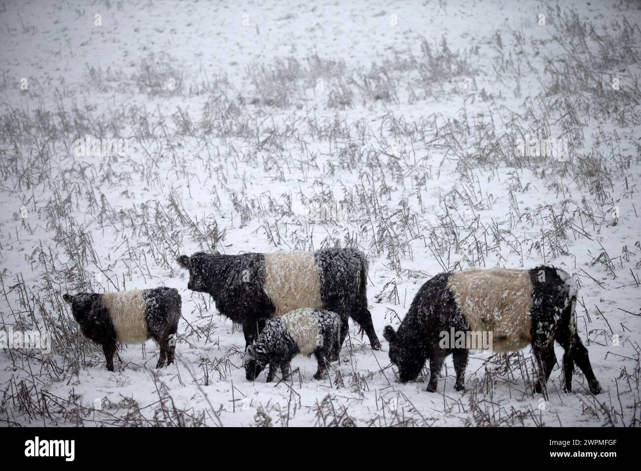 18/11/16 Belted Galloway cattle brave the freezing conditions. Heavy ...