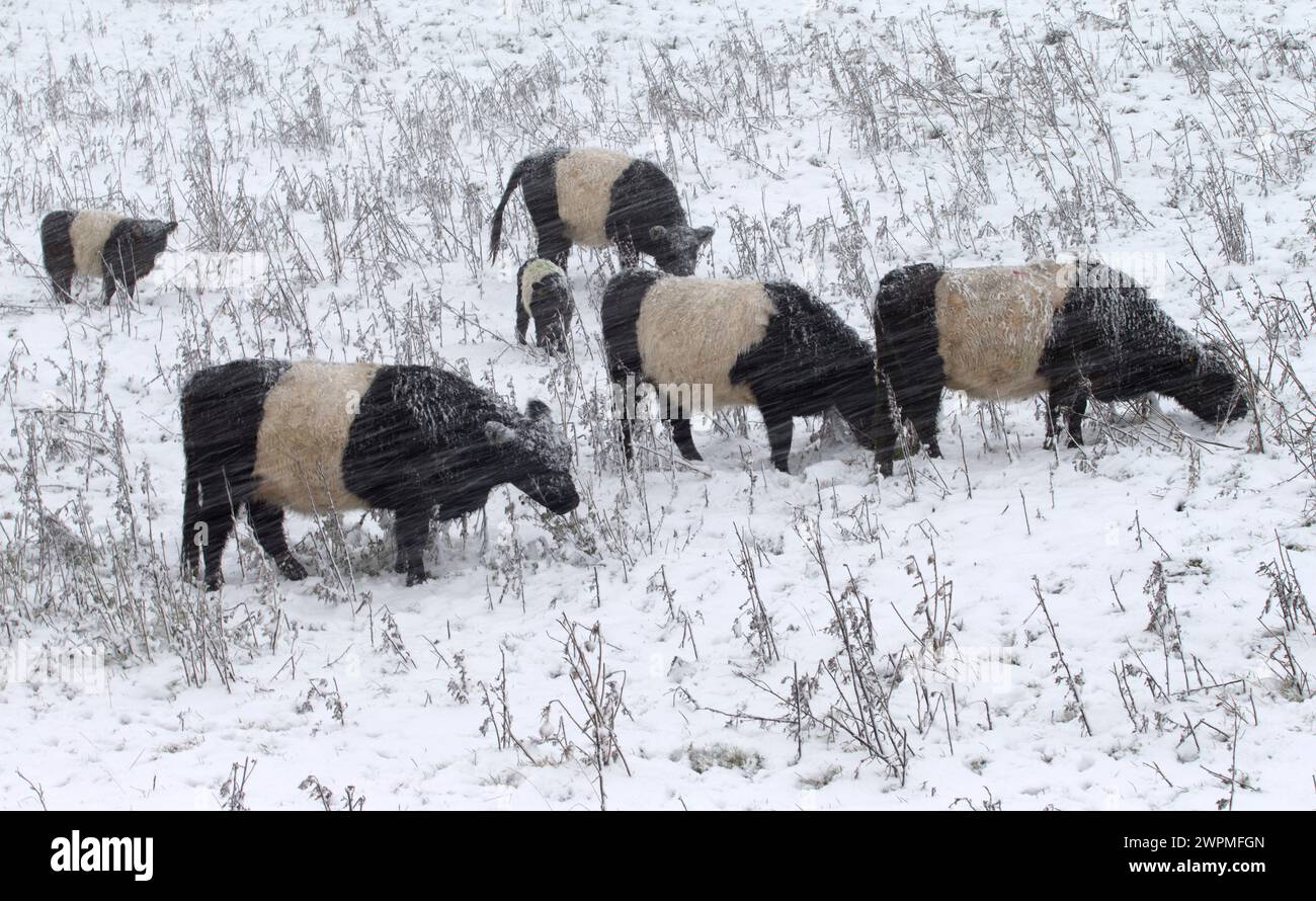 18/11/16 Belted Galloway cattle brave the freezing conditions. Heavy ...