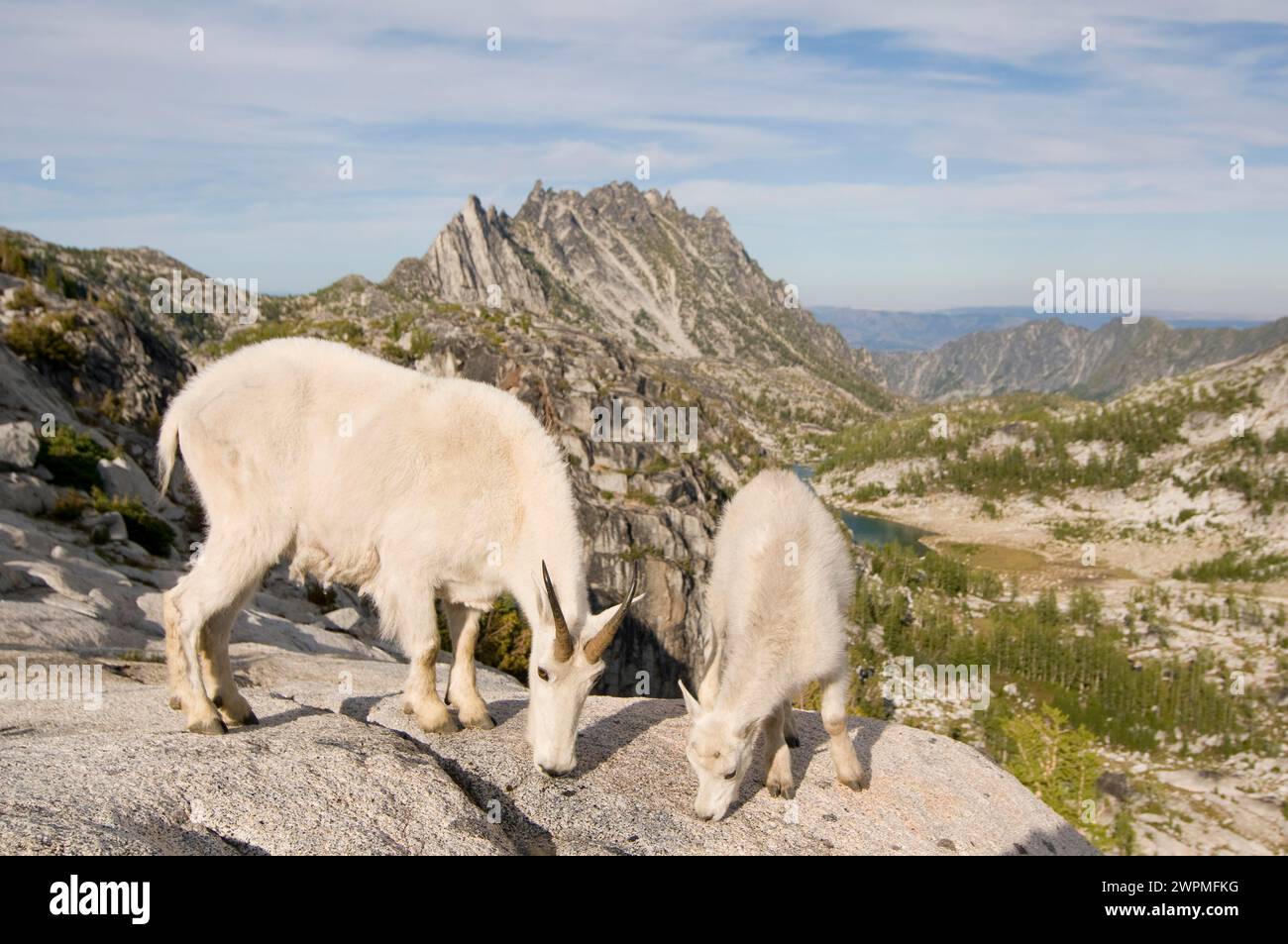Mountain goats Oreamnos americanus in the Enchantments Alpine Lakes ...