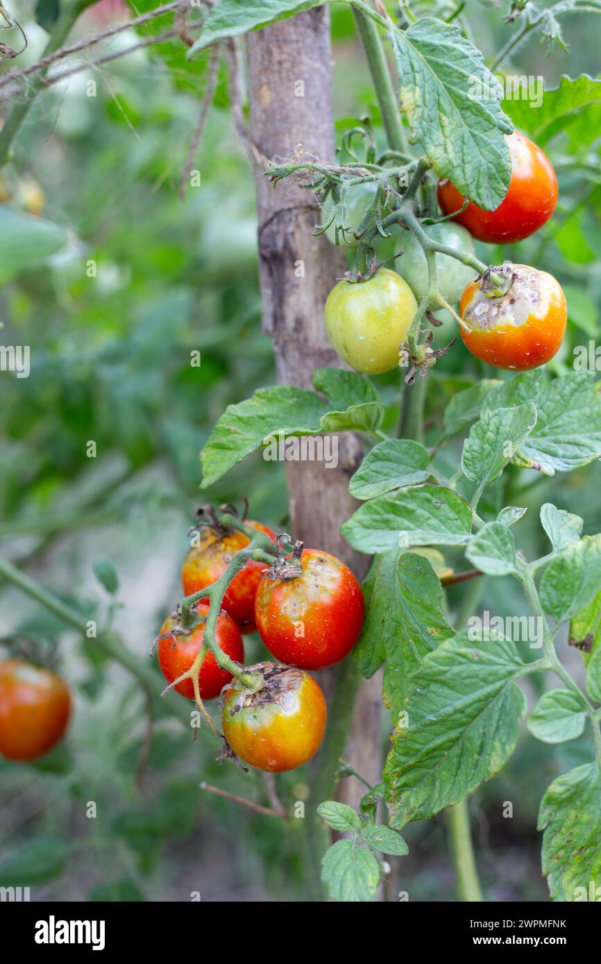 Sick, spoiled tomatoes with spots grow on the bush. Vegetables affected ...