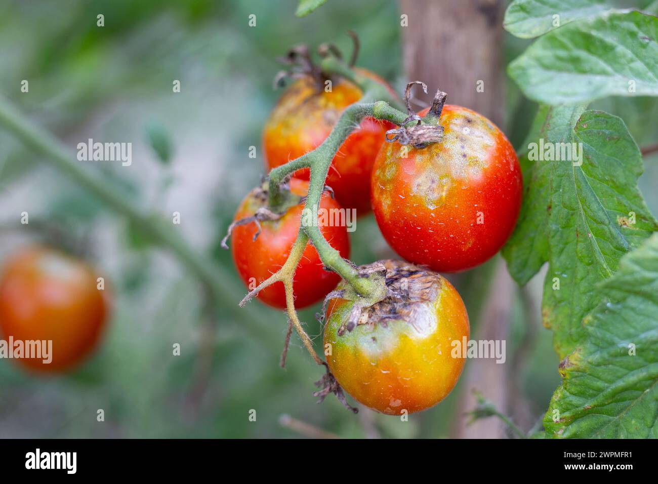 Sick, spoiled tomatoes with spots grow on the bush. Vegetables affected ...