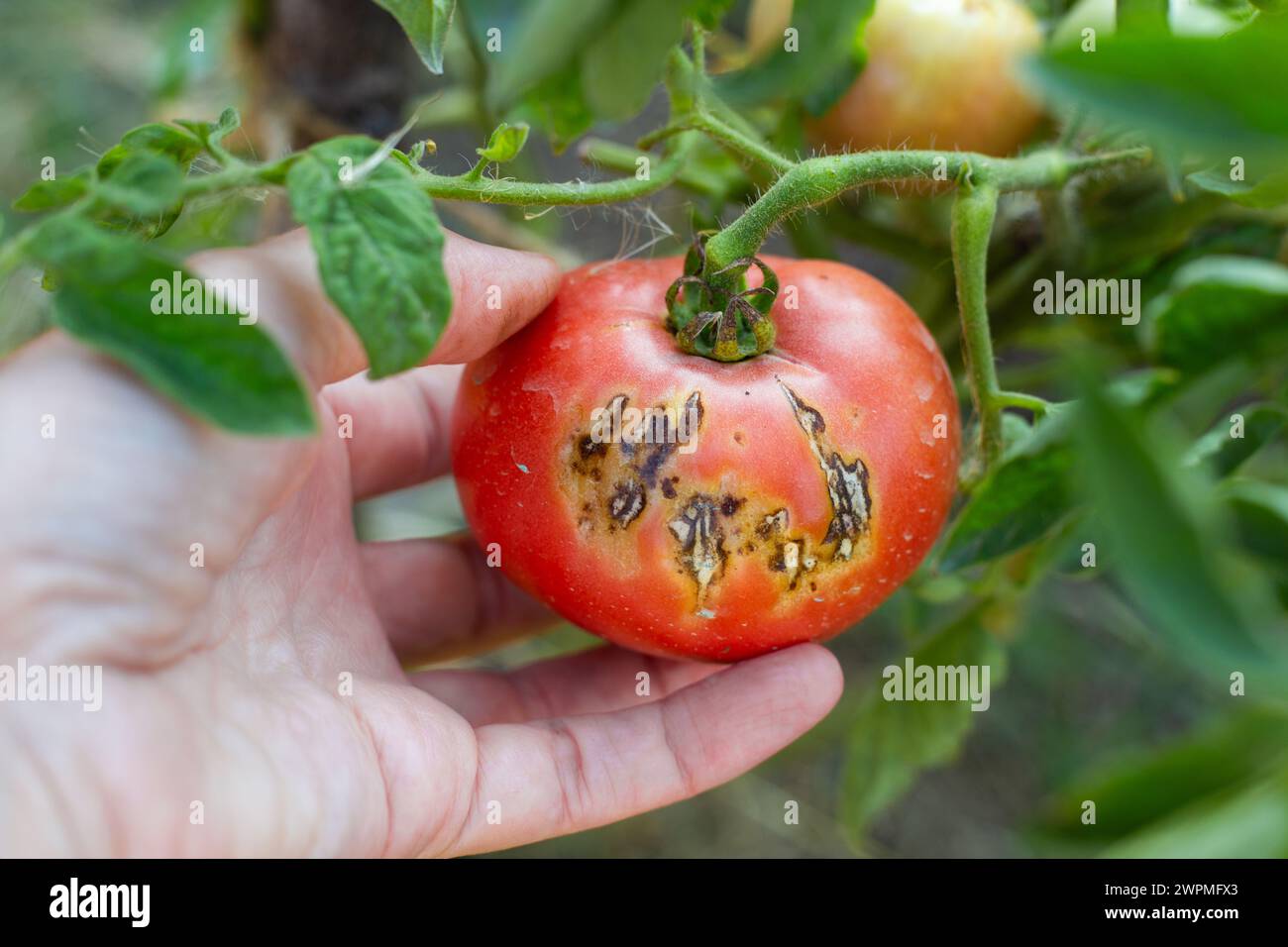 farmer inspects spoiled tomatoes with spots affected by late blight ...