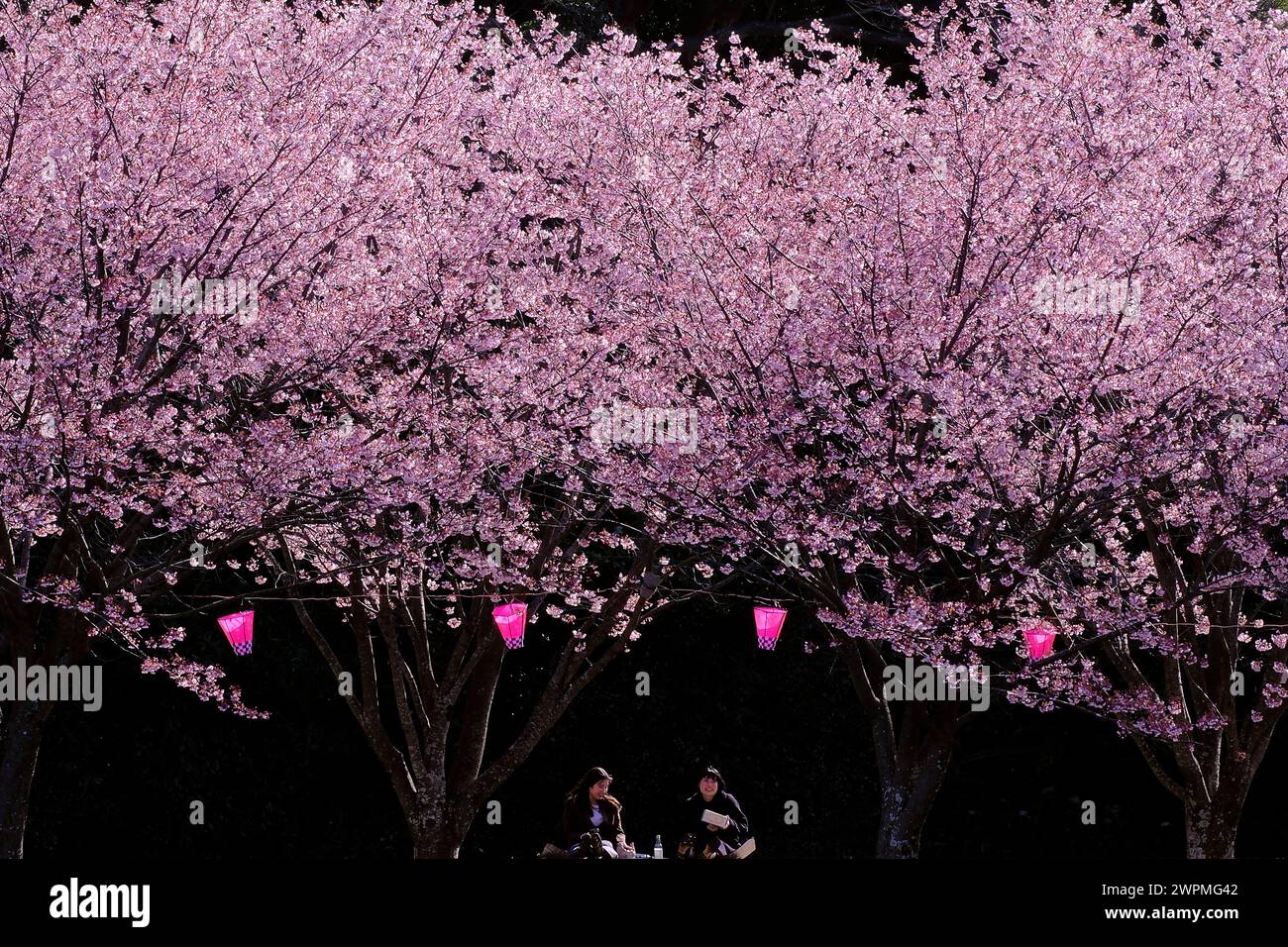 Women spread out their lunch boxes and enjoy hanami (flower viewing ...