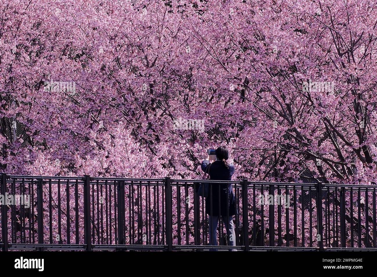 A woman takes photos under the Kanzakura cherry trees in full bloom in ...