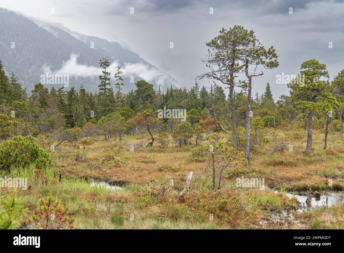 The Petersburg muskeg (Peat Bog) with clouds skirting the mountains ...