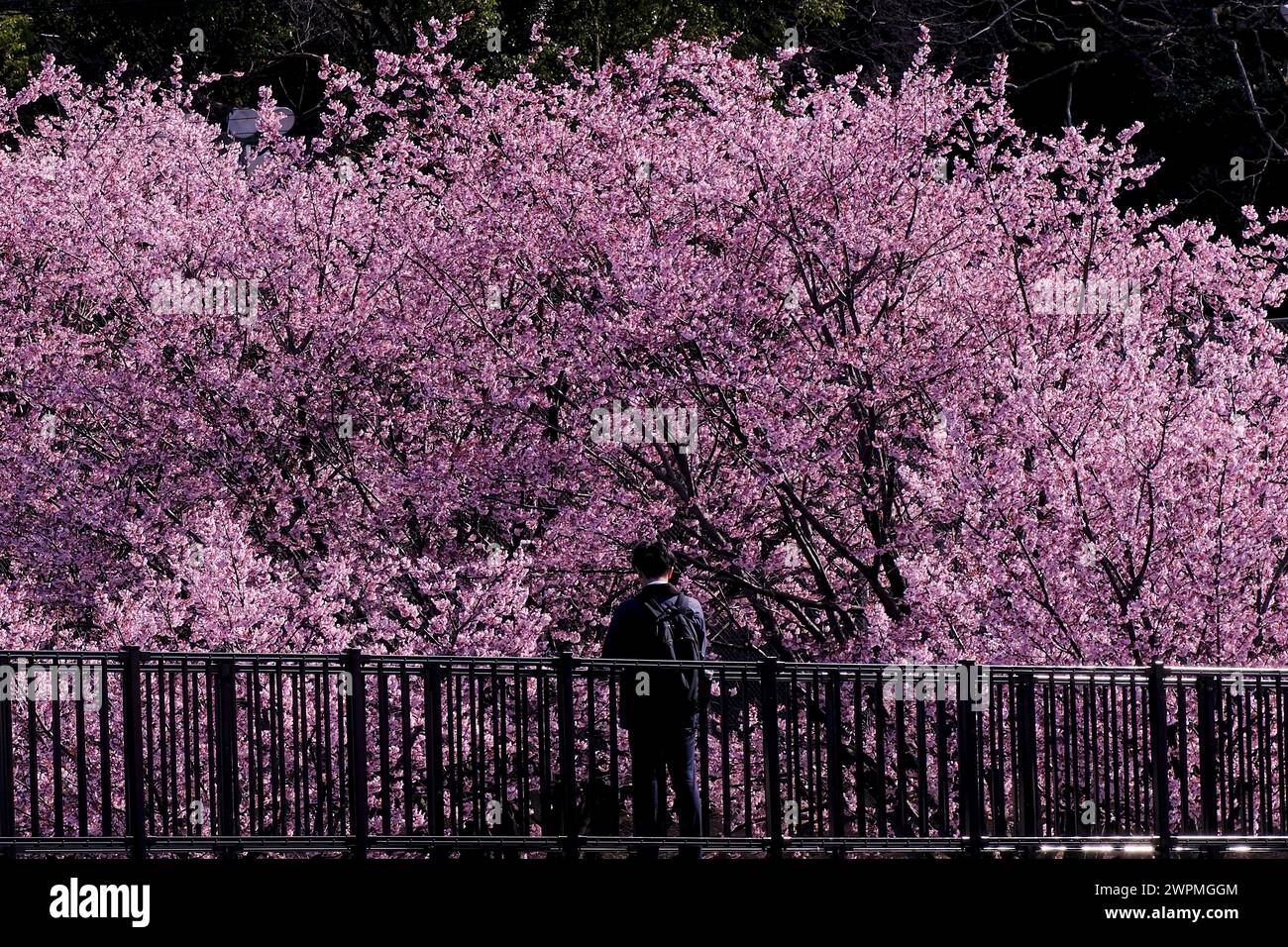 Tokyo, Japan. 08th Mar, 2024. A man takes photos under the Kanzakura ...