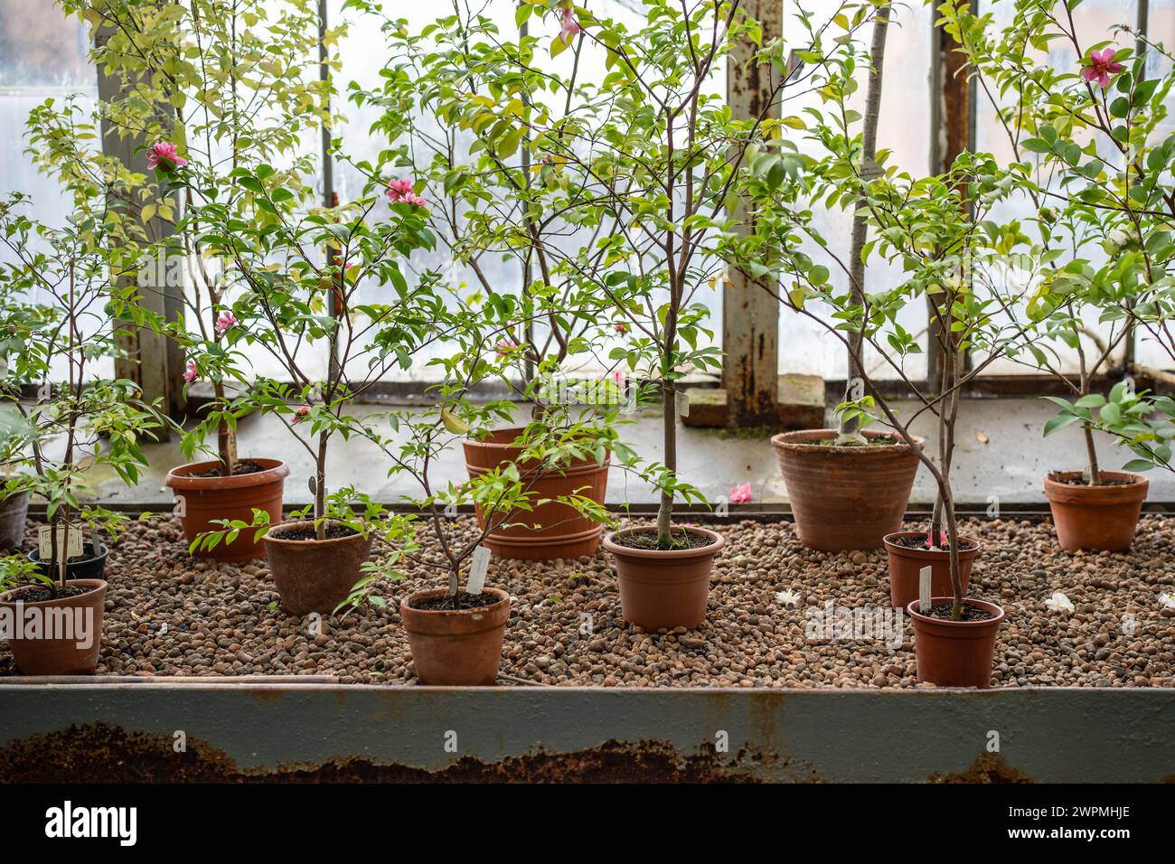 Small camelia japonica trees growing in ceramic pots in orangery or ...