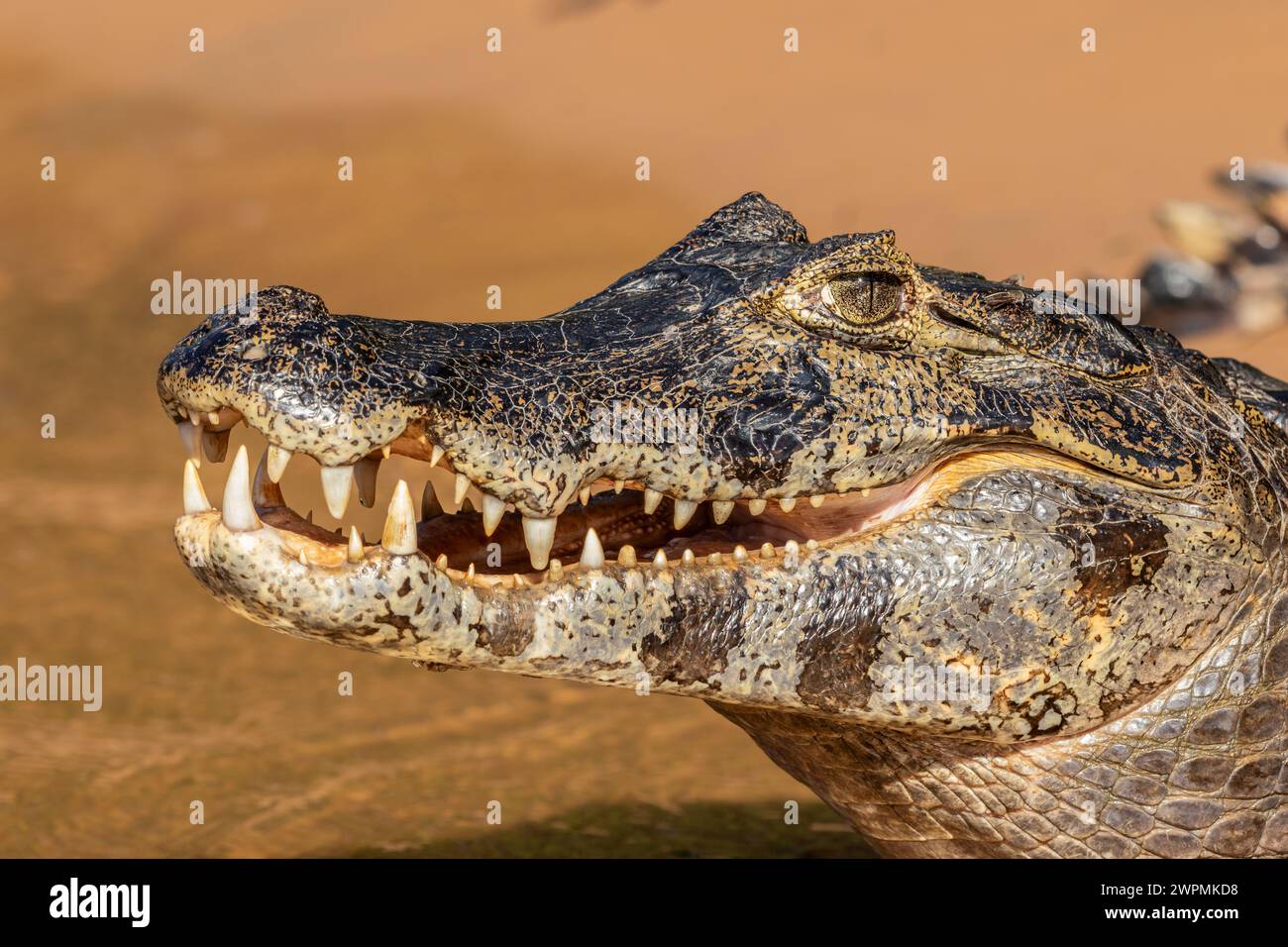Close Up of a the head of a Caiman with its mouth open and teeth ...