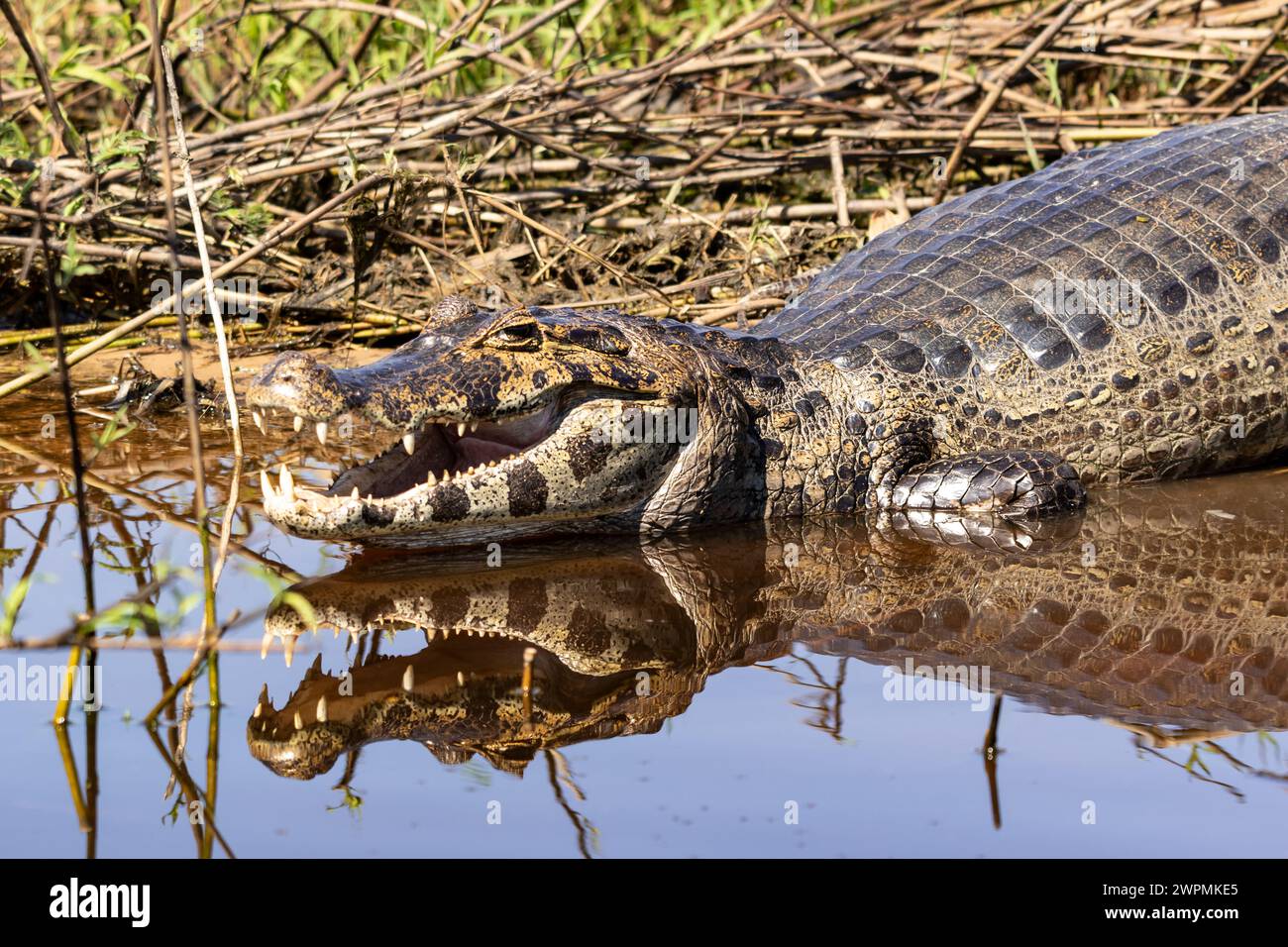 Caiman with mouth open and teeth showing and its reflection in the ...