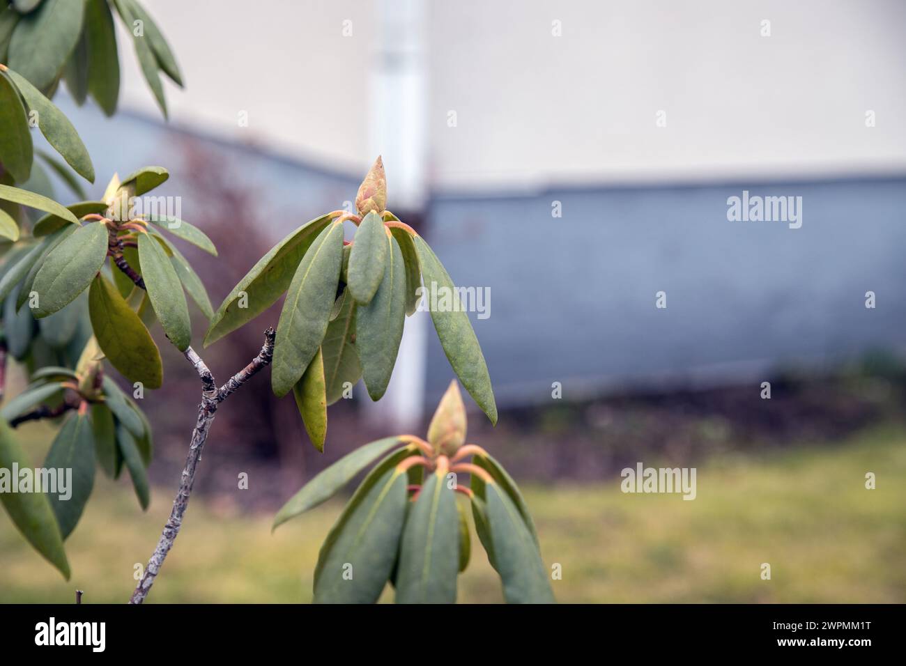 Bud of rhododendron before blooming at the beginning of spring Stock ...