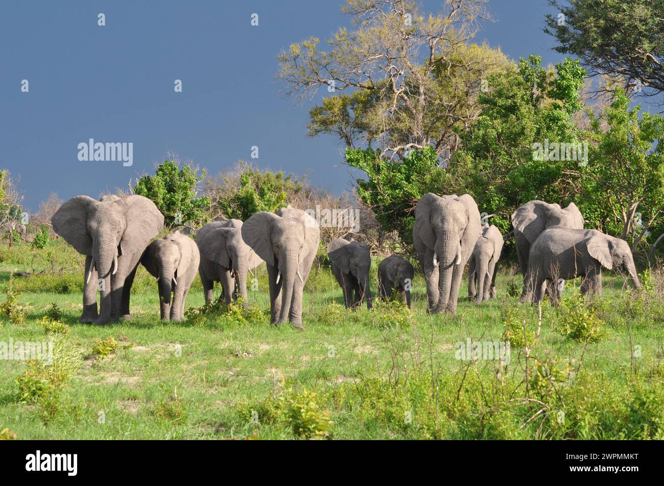A herd of elephants in the wilderness Stock Photo - Alamy