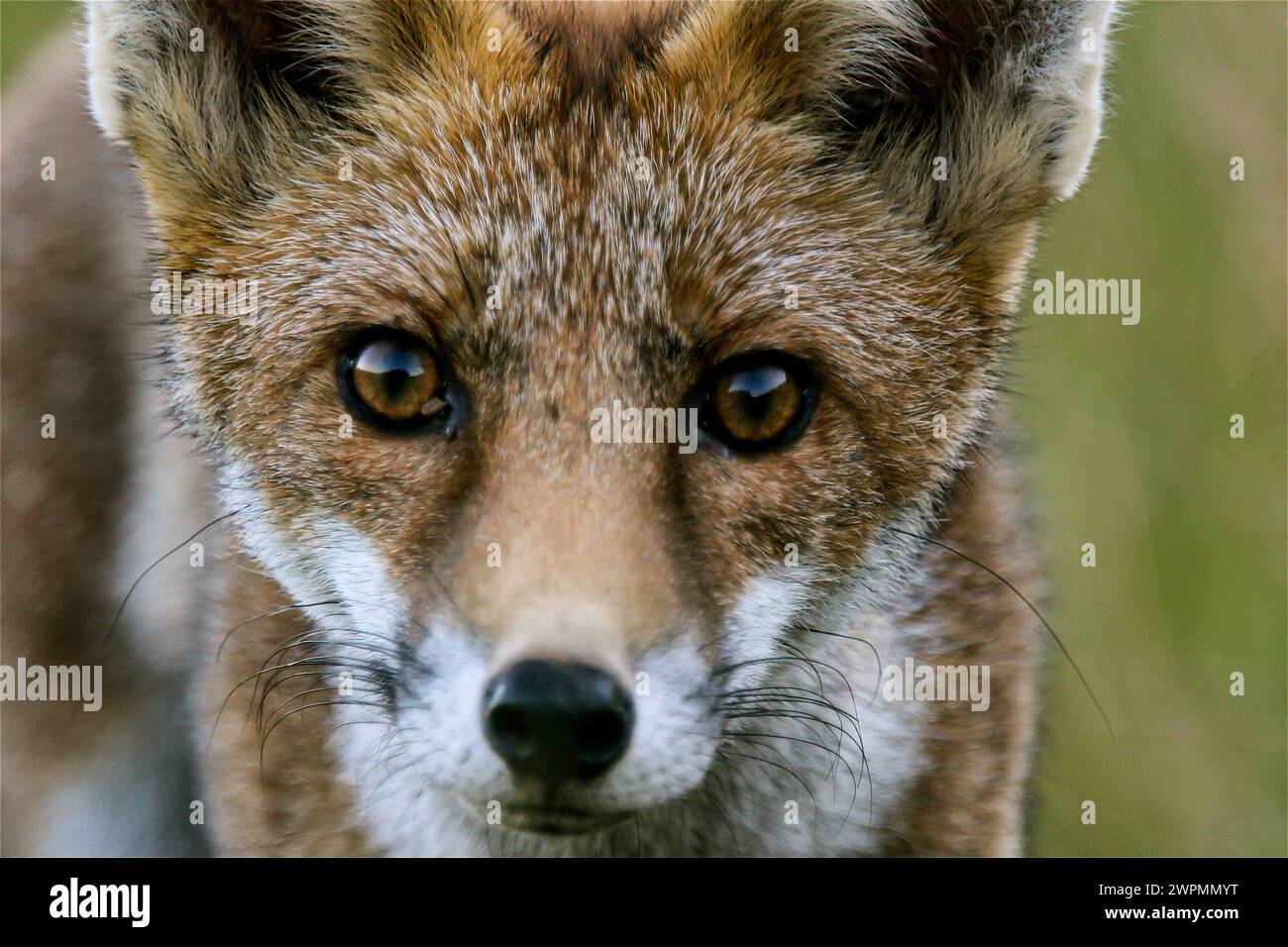 Red fox portrait, Switzerland Stock Photo - Alamy