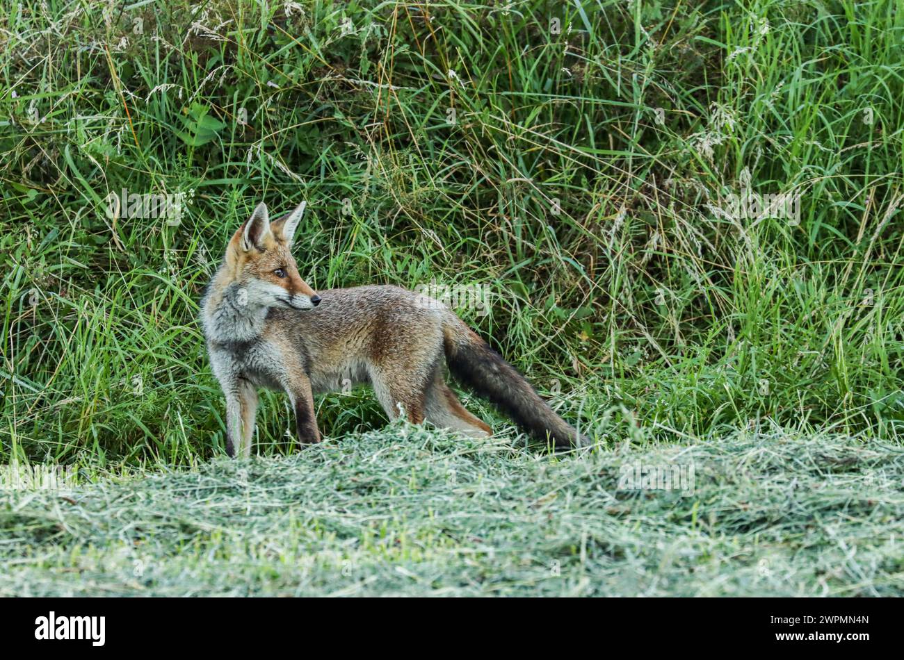 Young red fox in hi-res stock photography and images - Alamy