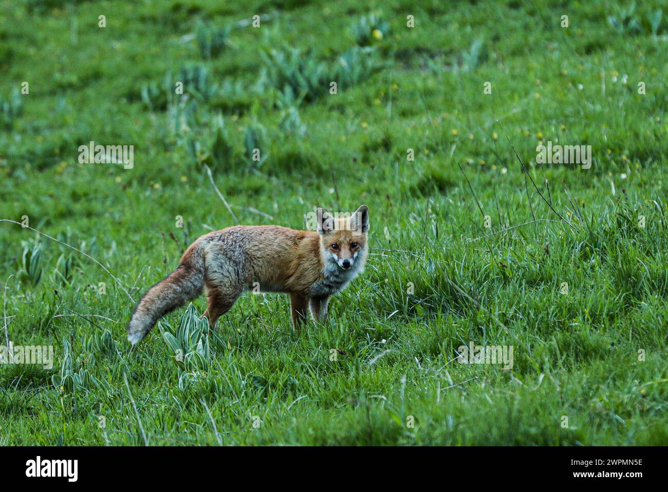 Red fox spring hi-res stock photography and images - Alamy