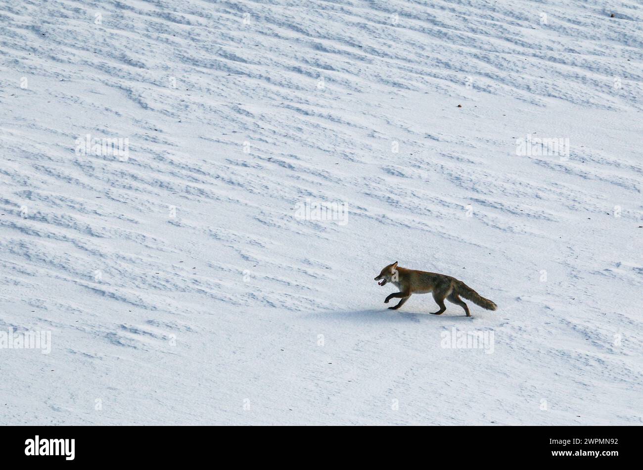 Renard roux hiver hi-res stock photography and images - Alamy