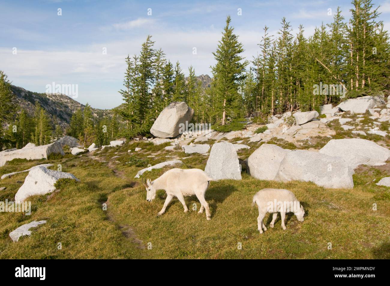 Mountain goats Oreamnos americanus in the Enchantments Alpine Lakes ...