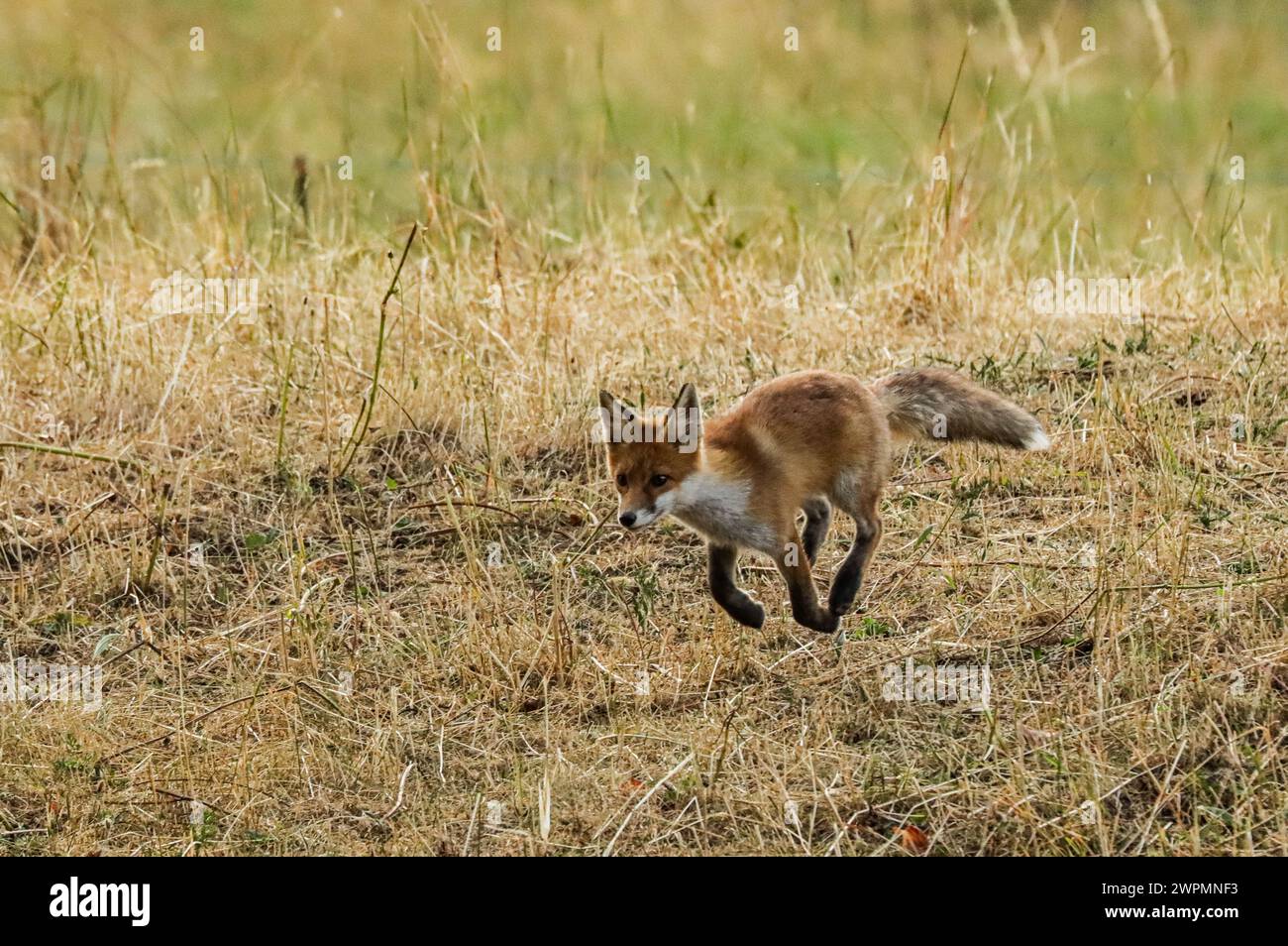 Young red fox running in a meadow in Switzerland Stock Photo - Alamy