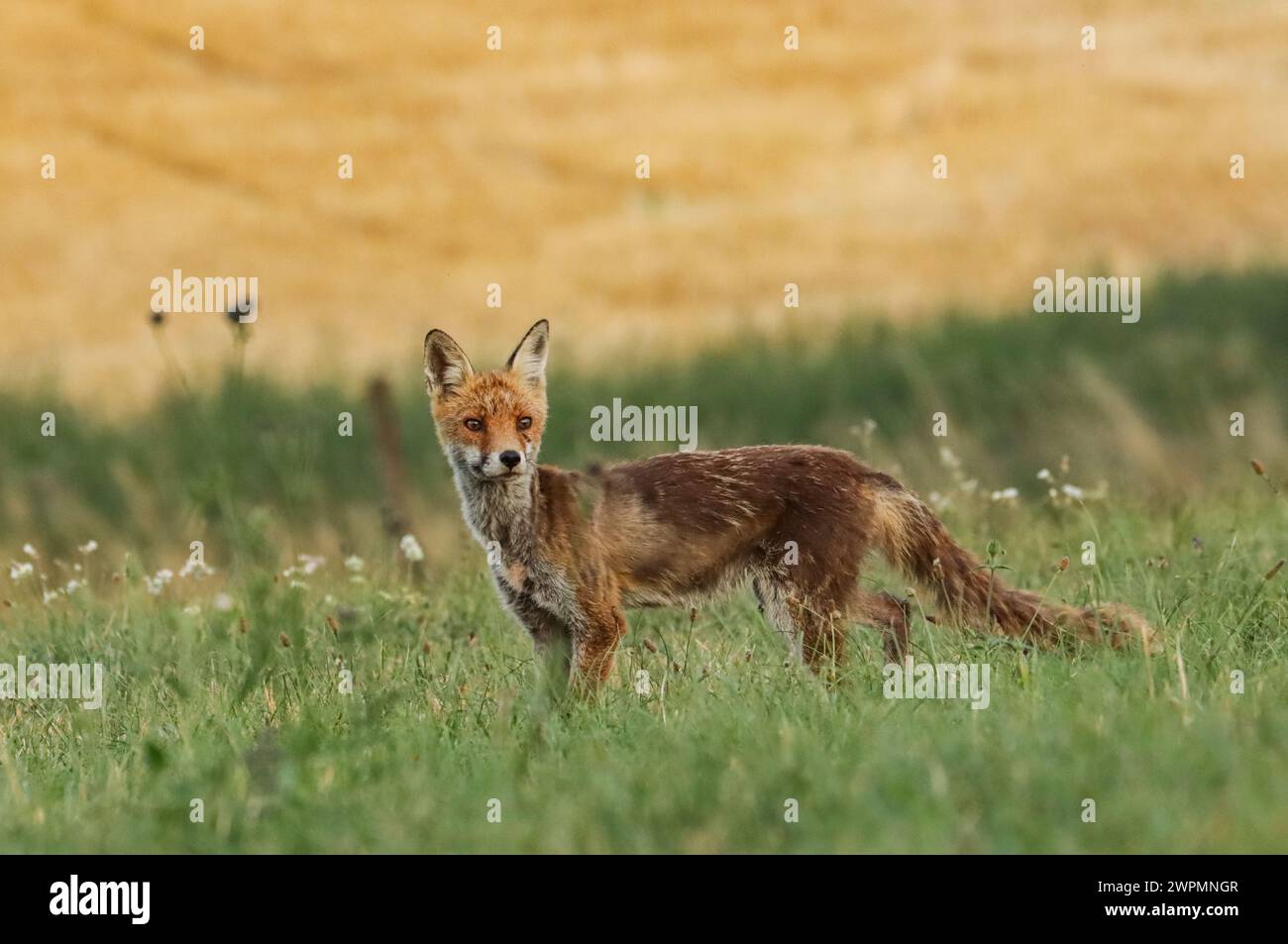 Red fox in a field hi-res stock photography and images - Alamy