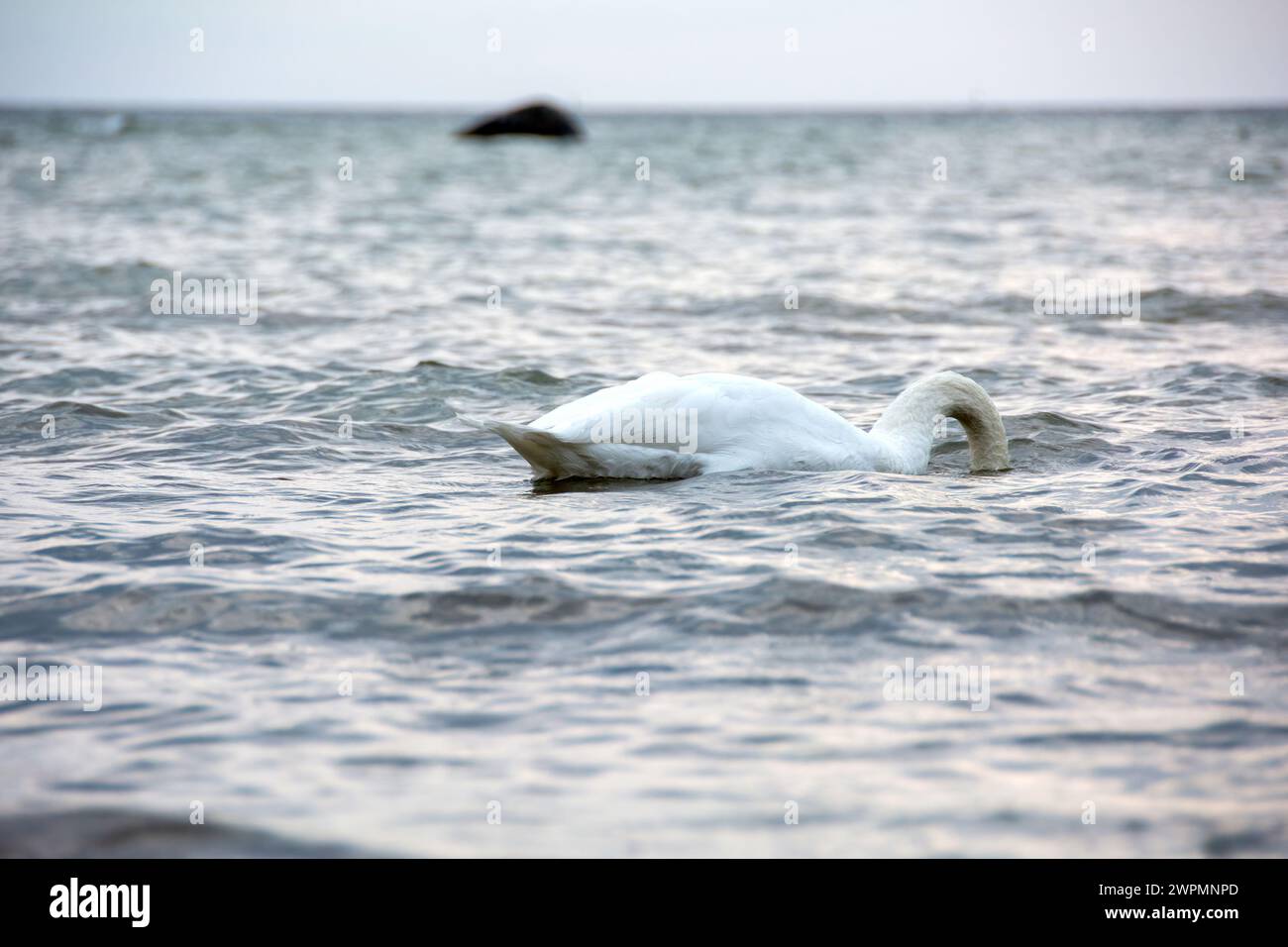 A white swan swims in blue water in a sea, Head under water Stock Photo ...