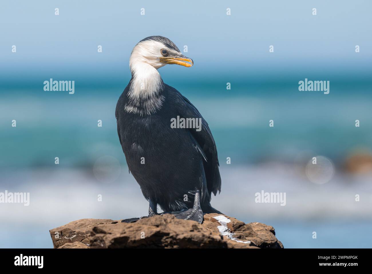 Microcarbo brevirostris hi-res stock photography and images - Alamy