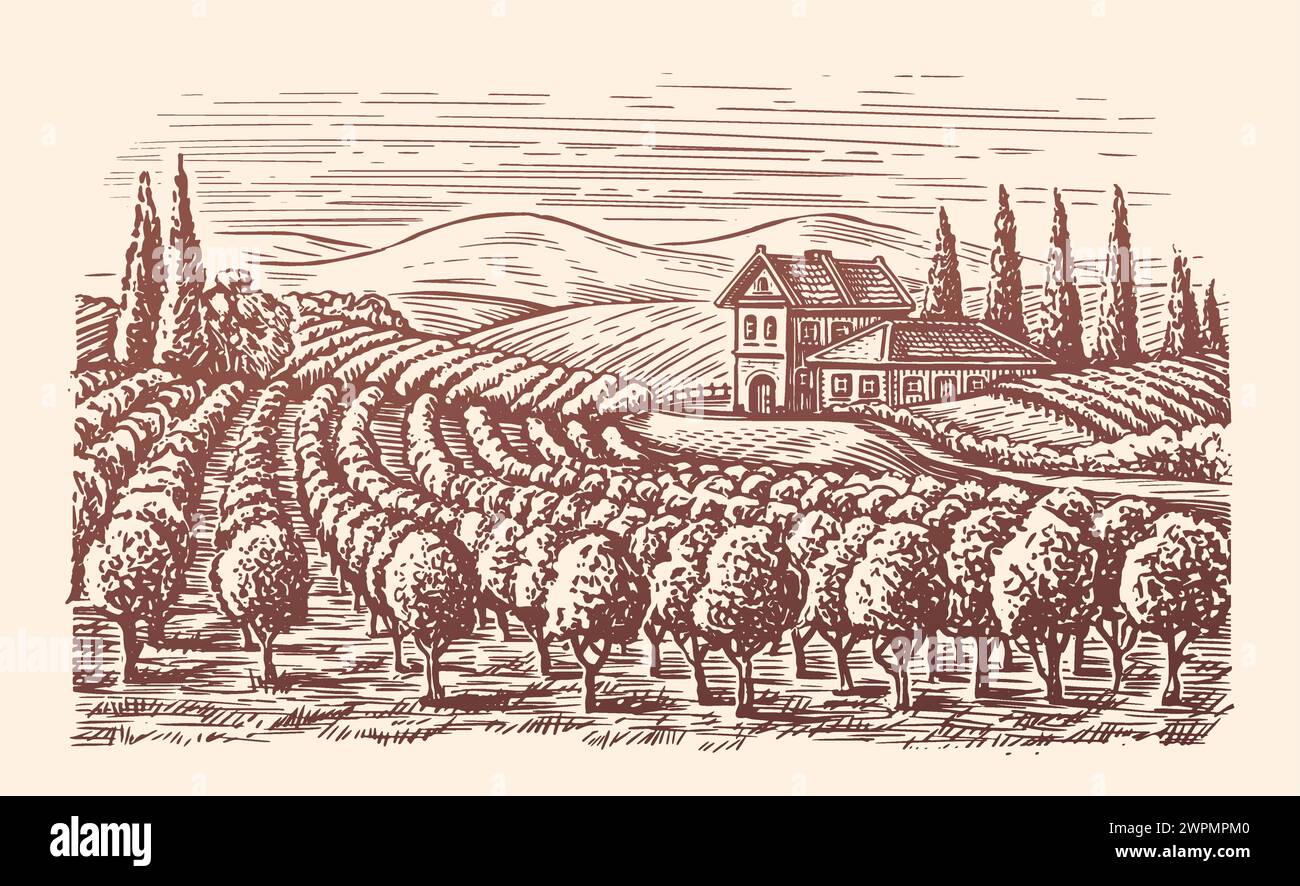 Vineyard landscape. Winery, viticulture sketch. Hand drawn vintage vector illustration Stock ...