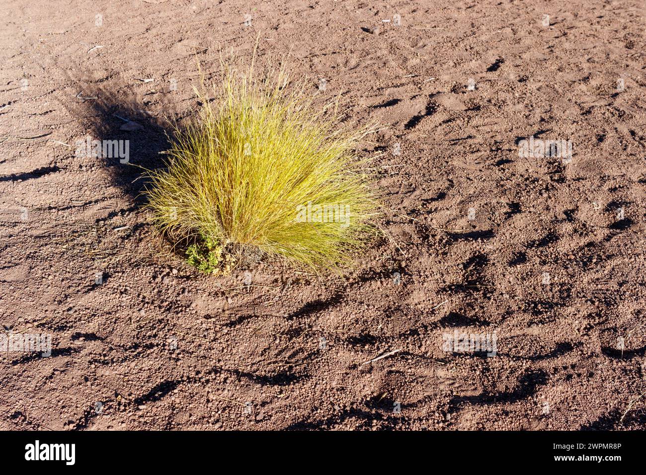 Single bush of grass in typical andean desert landscape Stock Photo - Alamy