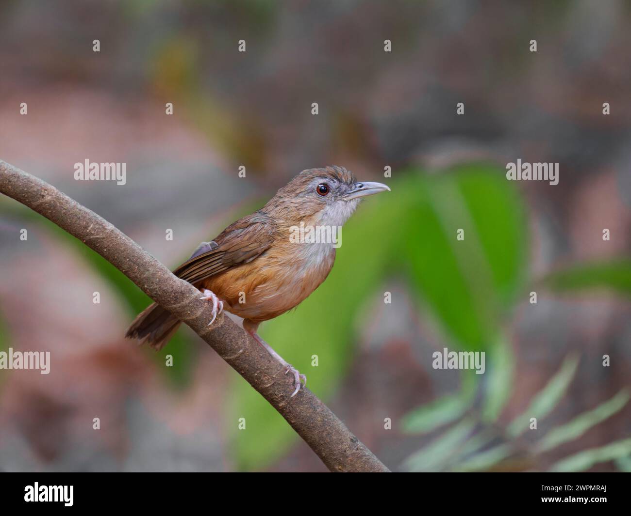 Abbott's Babbler Malacocincla abbotti Vietnam BI039584 Stock Photo - Alamy