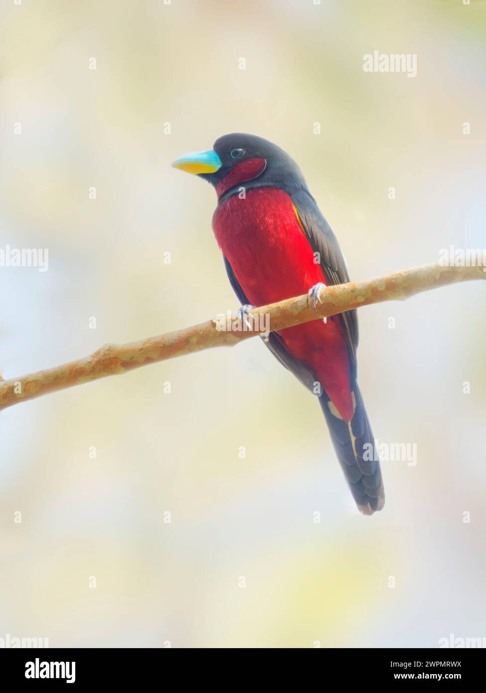 Black and Red Broadbill Cymbirhynchus macrorhynchos Cat Tien National ...