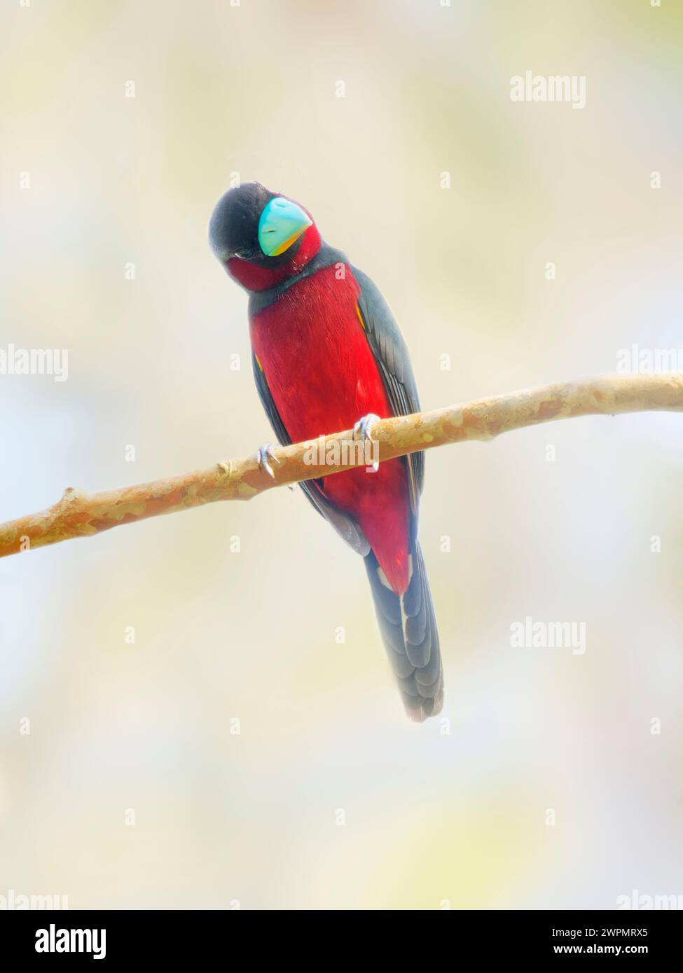 Black and Red Broadbill Cymbirhynchus macrorhynchos Cat Tien National ...