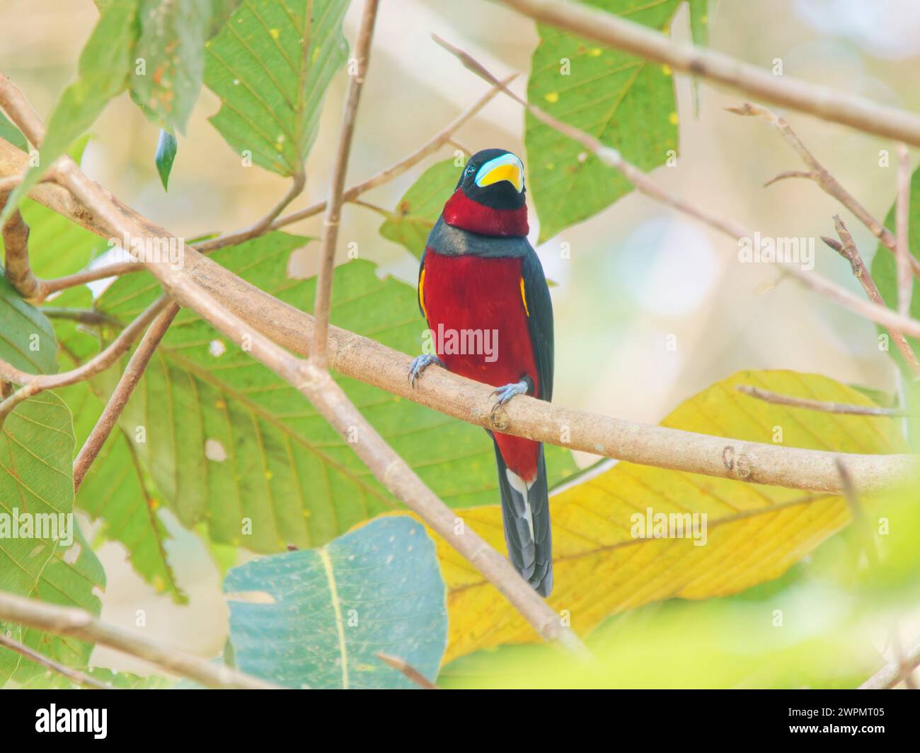 Black and Red Broadbill Cymbirhynchus macrorhynchos Cat Tien National ...