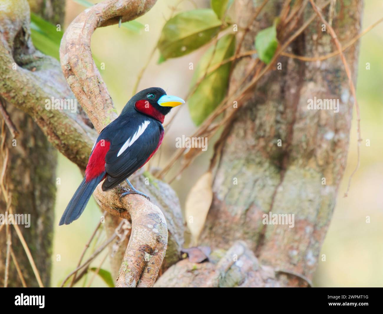 Black and Red Broadbill Cymbirhynchus macrorhynchos Cat Tien National ...