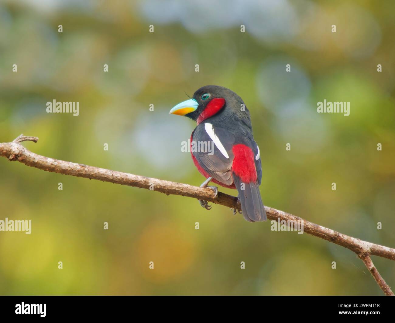 Black and Red Broadbill Cymbirhynchus macrorhynchos Cat Tien National ...