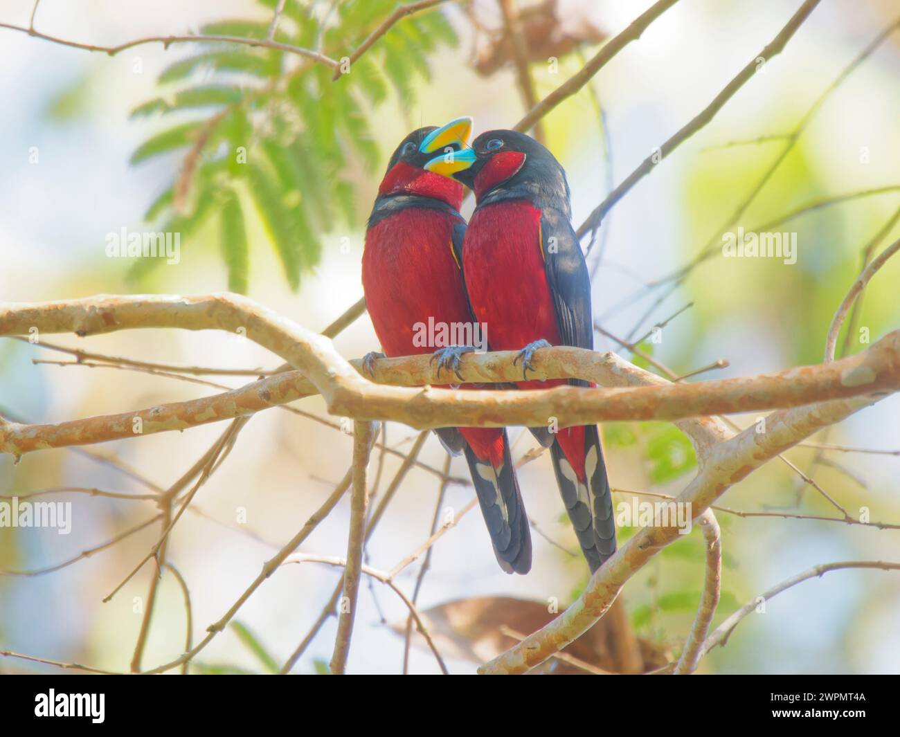 Black and Red Broadbill pair Cymbirhynchus macrorhynchos Cat Tien ...