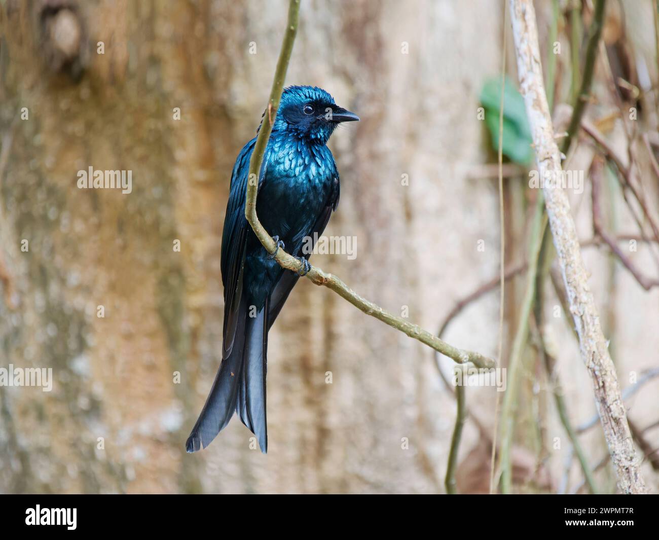 Bronzed Drongo Dicrurus aeneus Cat Tien National Park, Vietnam BI039679 ...