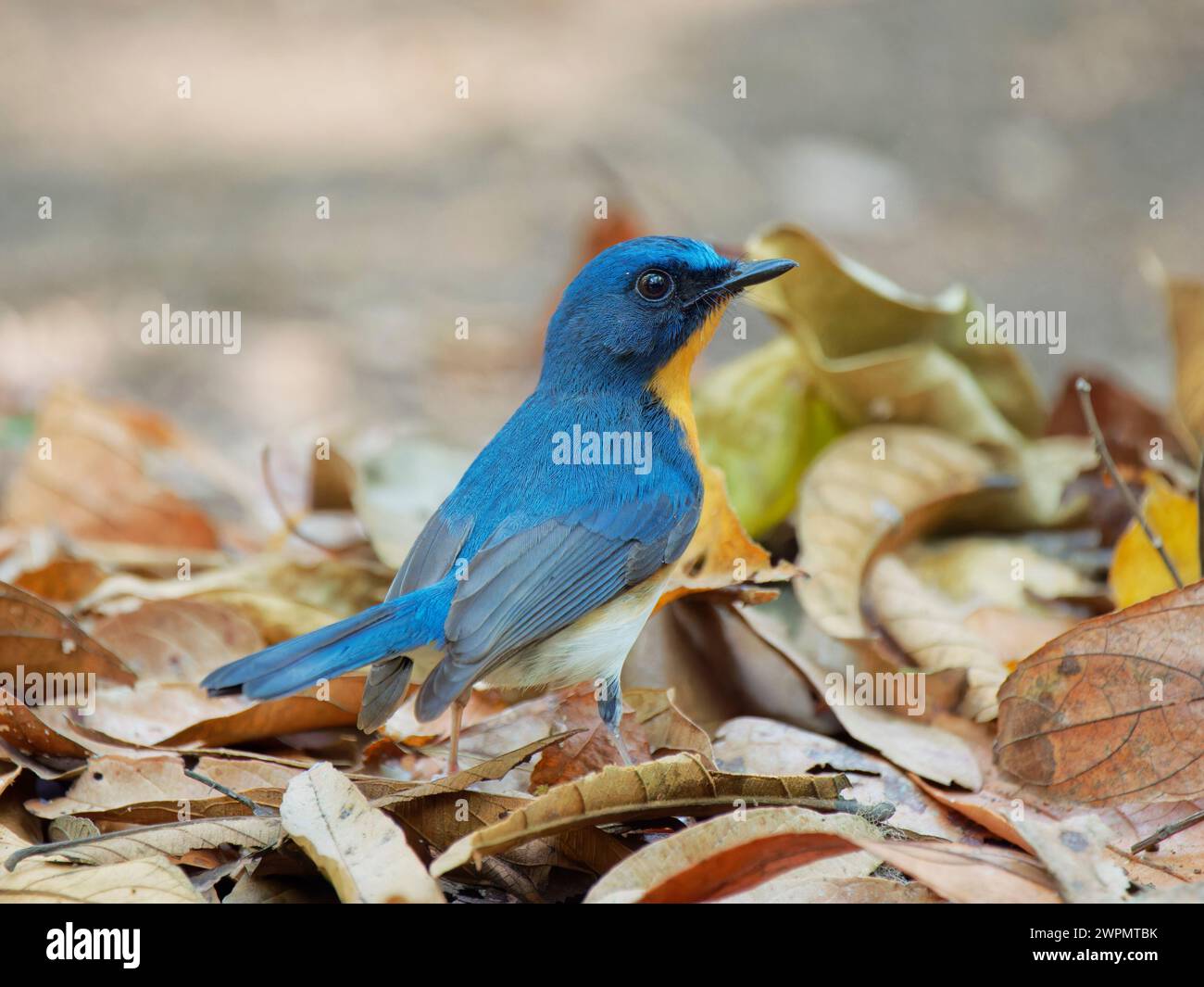 Indo Chinese Blue Flycatcher Cyornis sumatrensis Cat Tien National Park ...