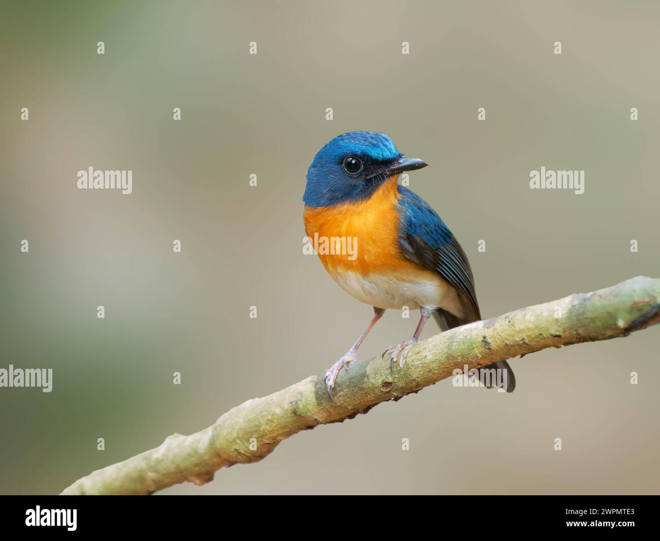 Indo chinese blue flycatcher hi-res stock photography and images - Alamy
