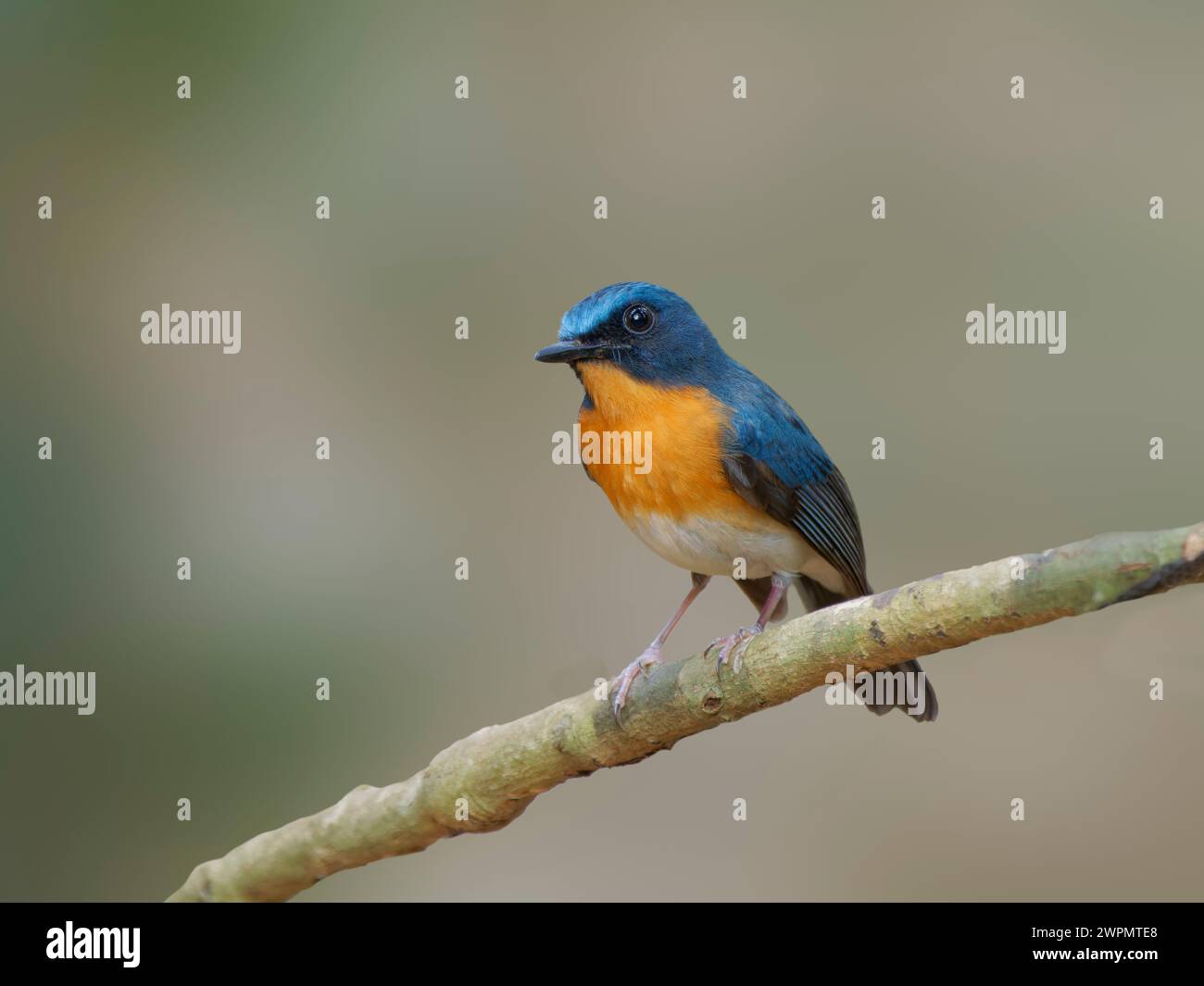 Indochinese hi-res stock photography and images - Alamy