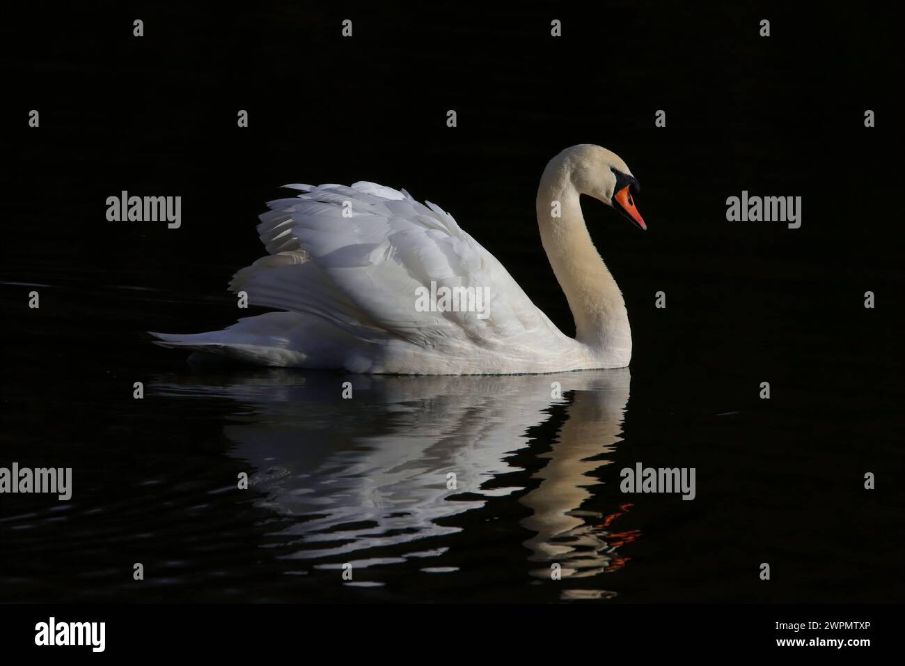 A beautiful elegant and graceful swan paddling by with a black dark ...