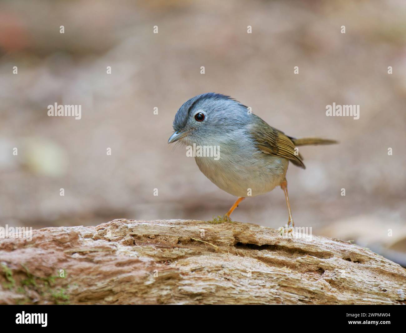 Mountain Fulvetta Alcippe peracensis Da Lat, Vietnam BI039741 Stock ...