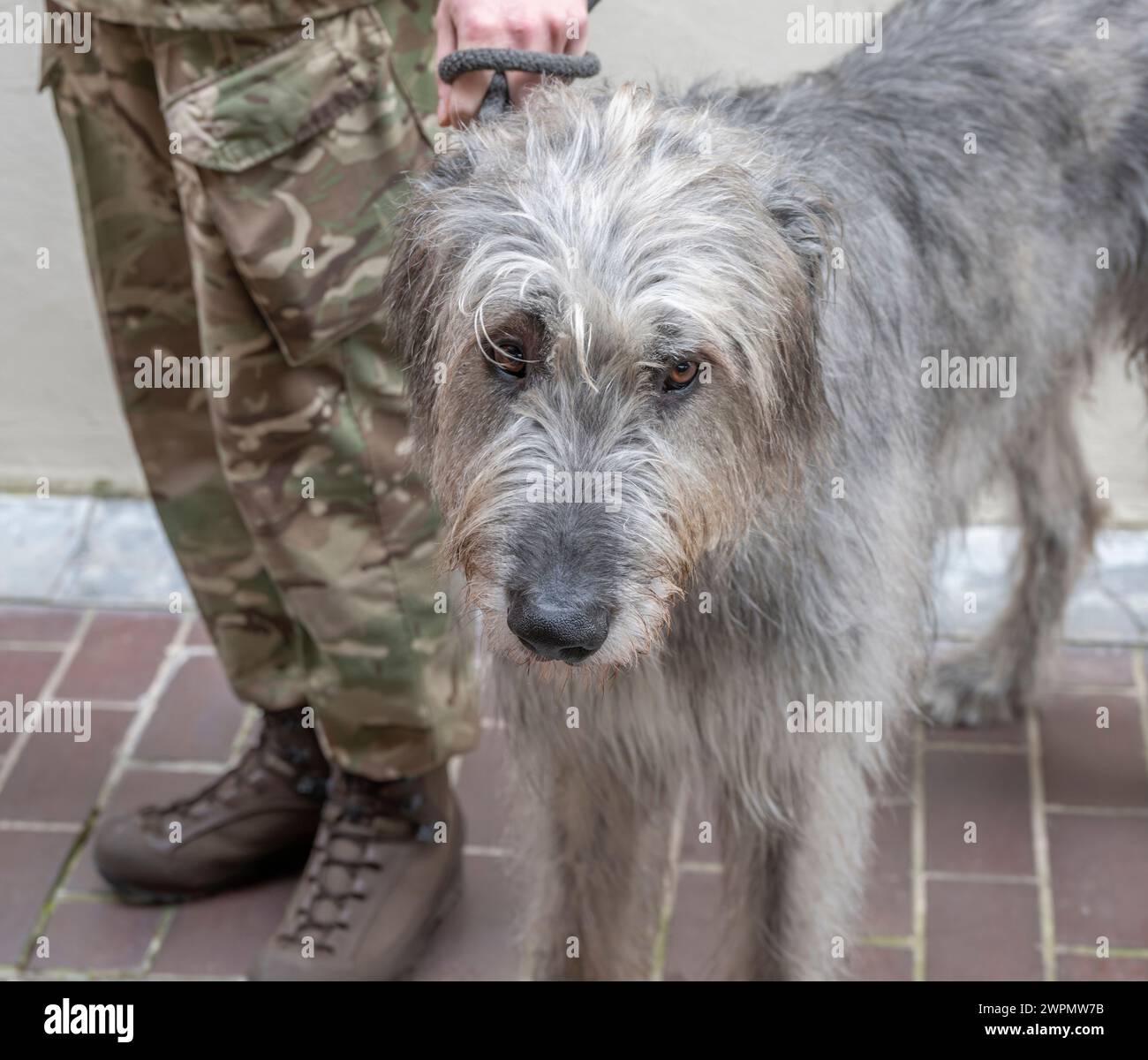 Wellington Barracks, London, UK. 7th Mar, 2024. The Major General's ...