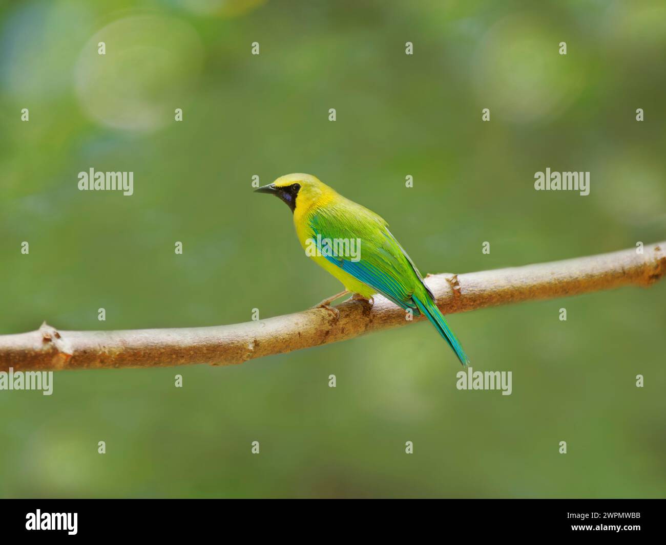 Blue Winged Leafbird Chloropsis cochinchinensis Di Linh, Vietnam BI039790 Stock Photo - Alamy