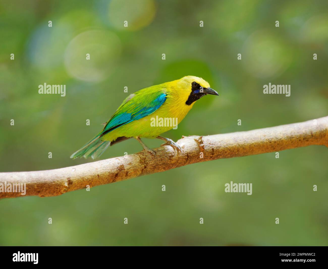 Blue Winged Leafbird Chloropsis cochinchinensis Di Linh, Vietnam ...