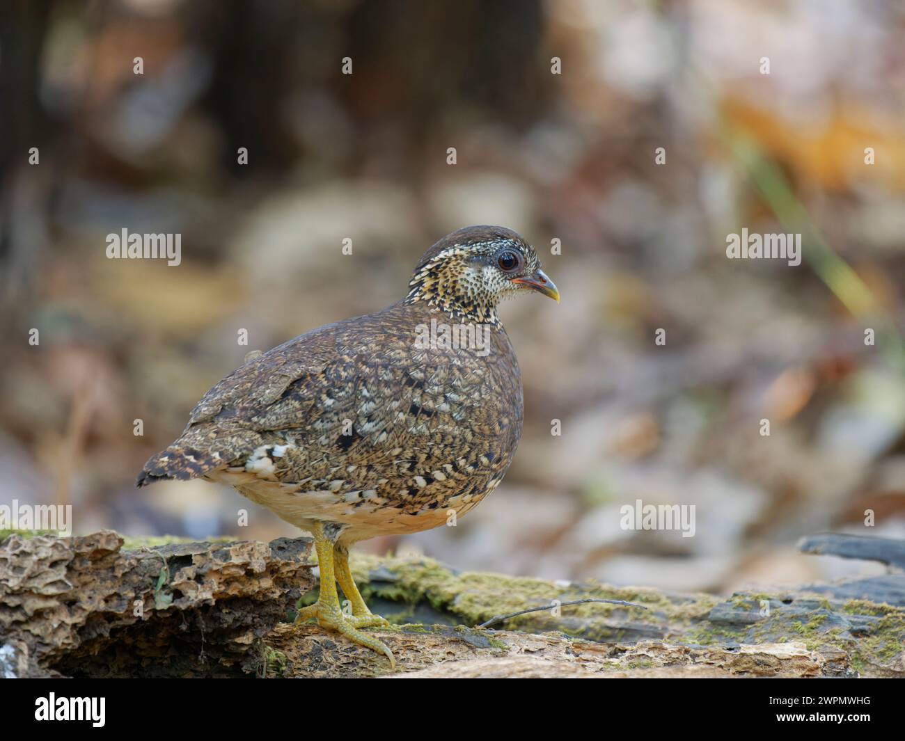 Green Legged Partridge Tropicoperdix chloropus Cat Tien National Park ...
