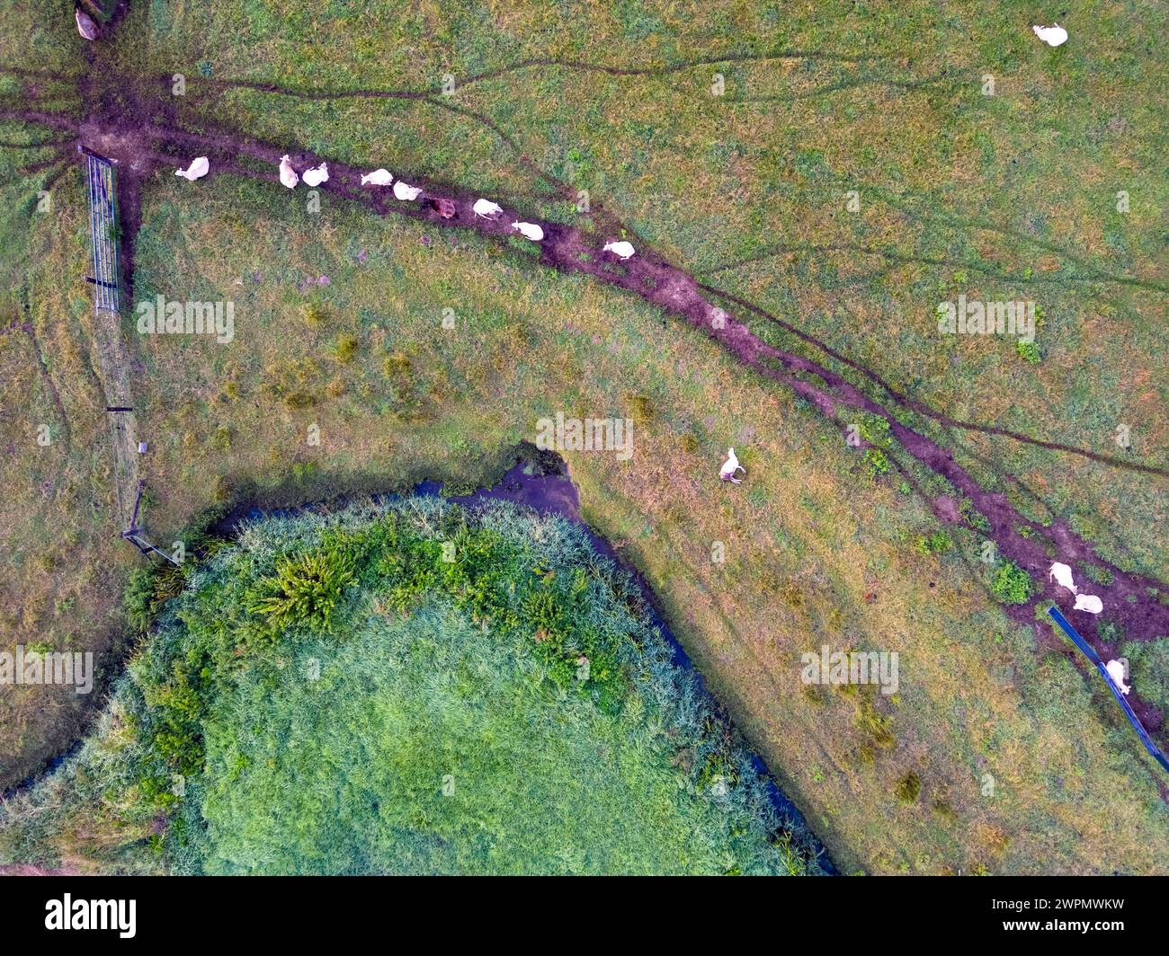 In this overhead shot, cows form a linear procession along a distinct ...