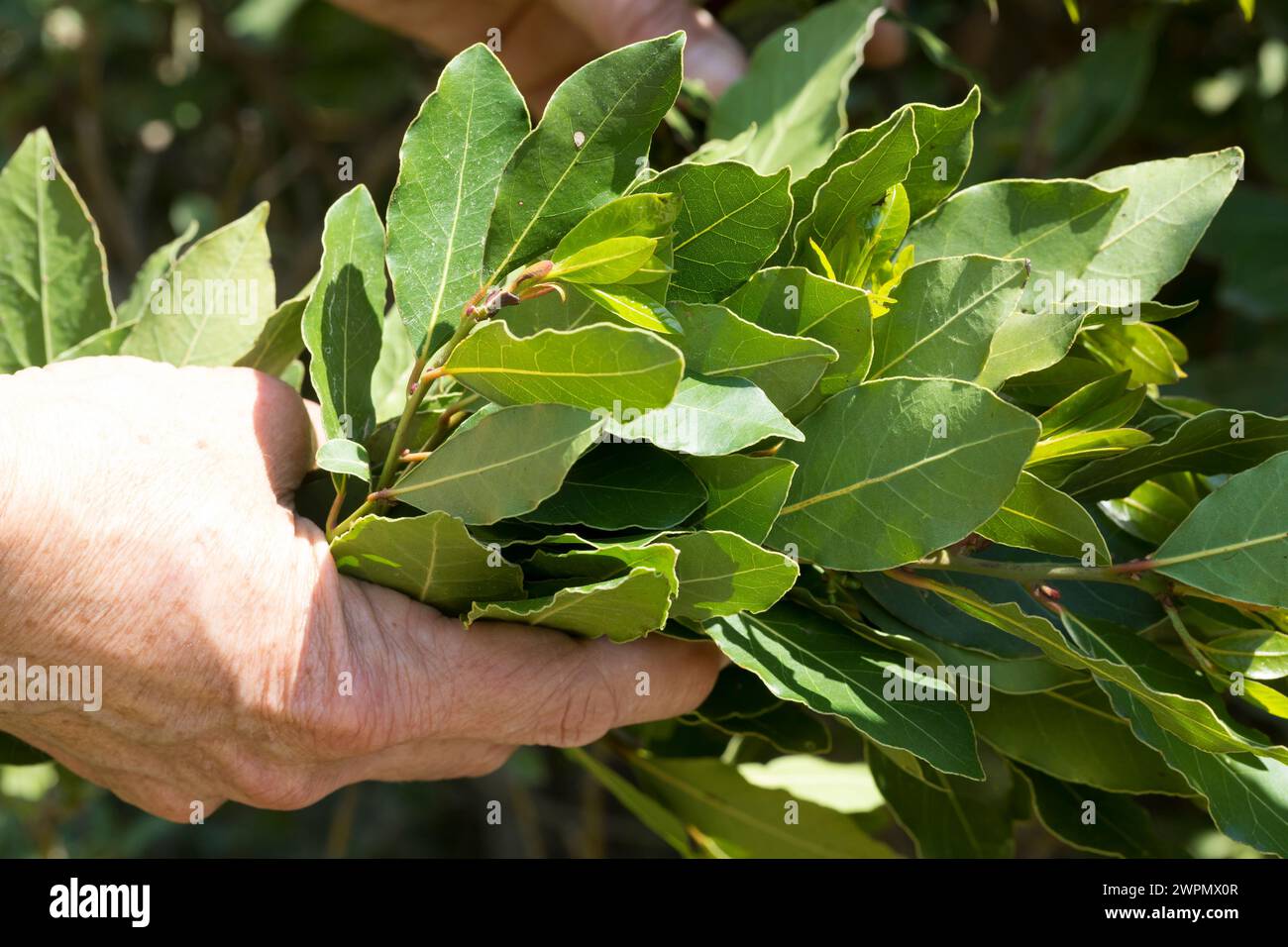 Lorbeerblatter ernte hi-res stock photography and images - Alamy