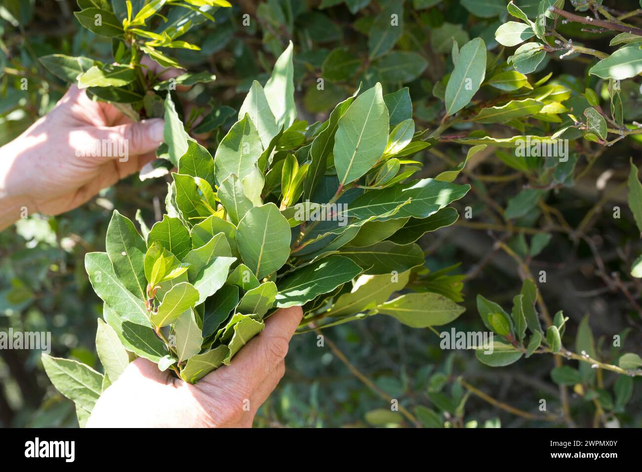 Lorbeerblatter ernte hi-res stock photography and images - Alamy