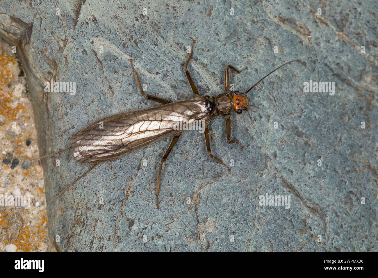 Plecopteres hi-res stock photography and images - Alamy