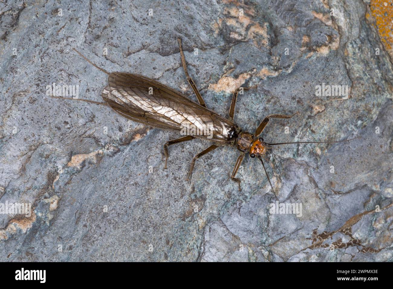 Grosse steinfliege hi-res stock photography and images - Alamy