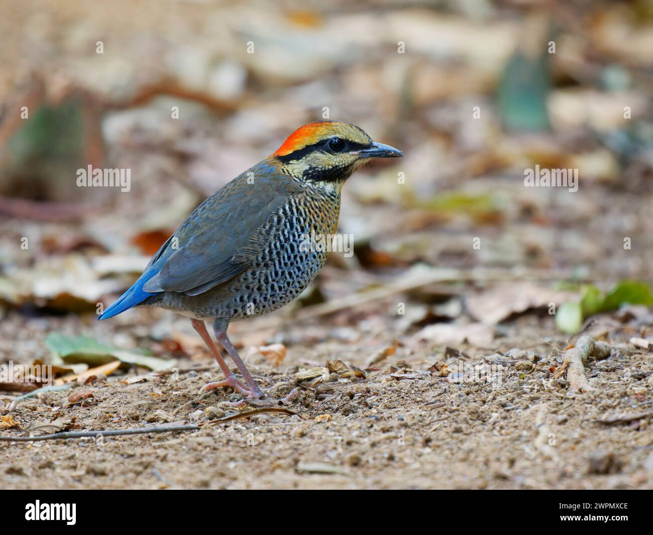 The south asian birds hi-res stock photography and images - Alamy